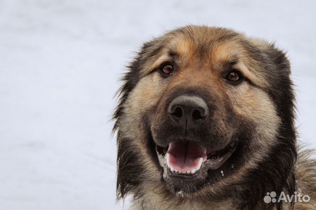 Кавказская овчарка Барни в дар