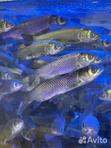 Белый Амур - очистит Ваш пруд от водных растений