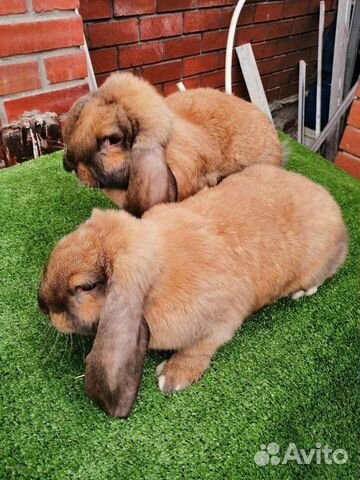 Французский баран