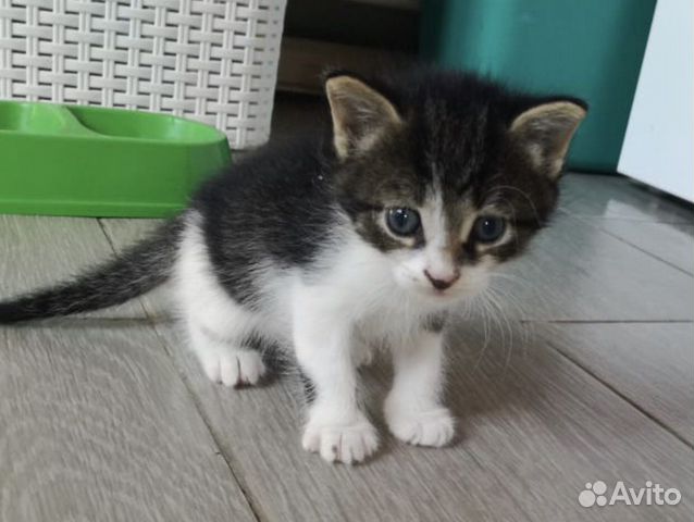 Котик Максик ждет своих родителей