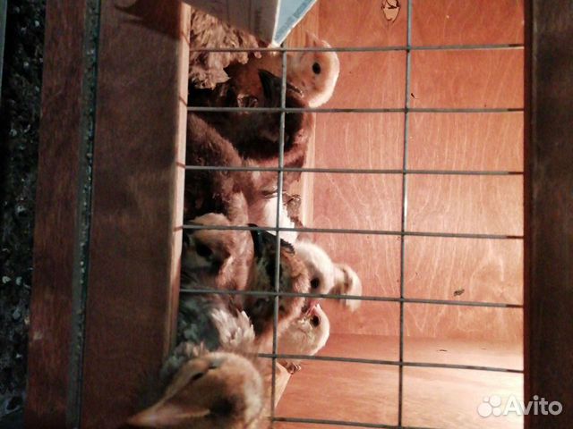 Лакендайзи, легбар, амераукана лаванда, брама изаб