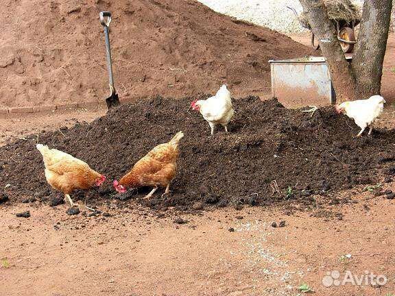 Куринный помëт