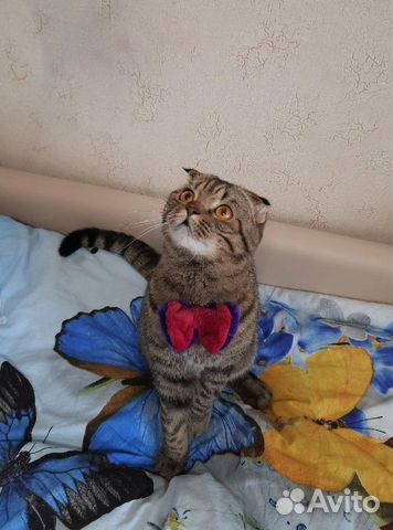 Ищу дом котейке