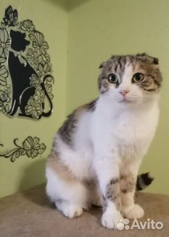 Шотландская метис