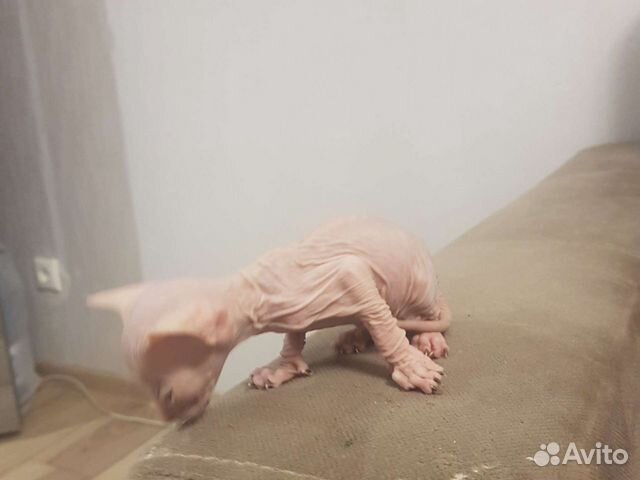 Канадский сфинкс котенок