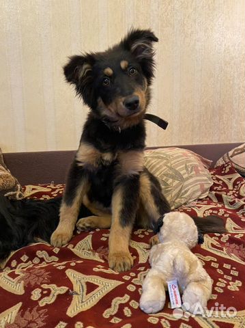 Щенок девочка