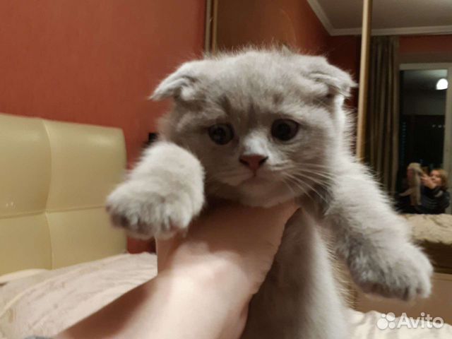 Шотландская вислоухая кошка