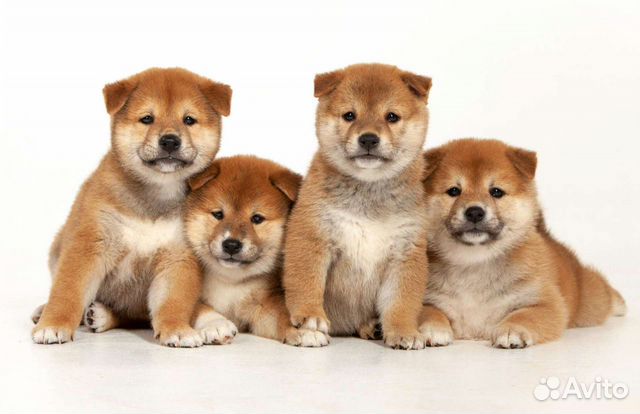 Малыши Сиба - ину