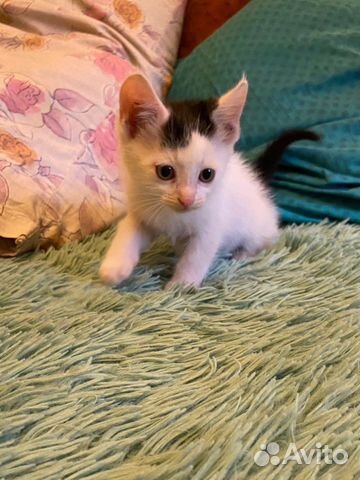 Котенок бесплатно