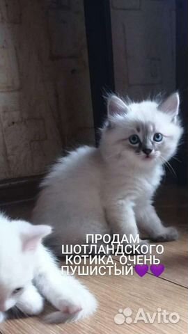 Шотландский котик