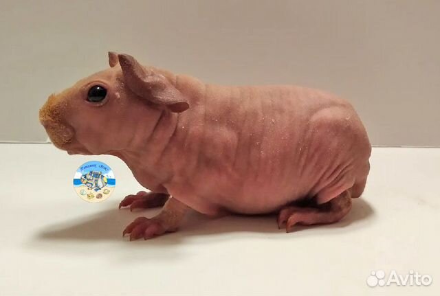 Морская свинка скинни