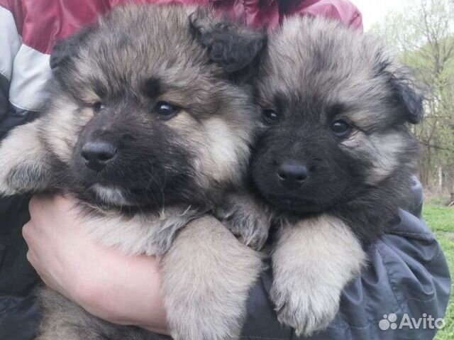 Кеесхонд (вольфшпиц)