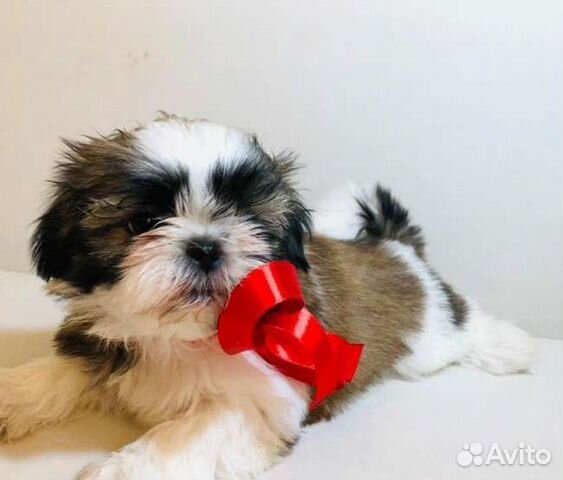 Ши-тцу щенки