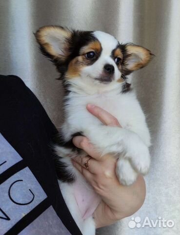 Плюшевые чихуахуа