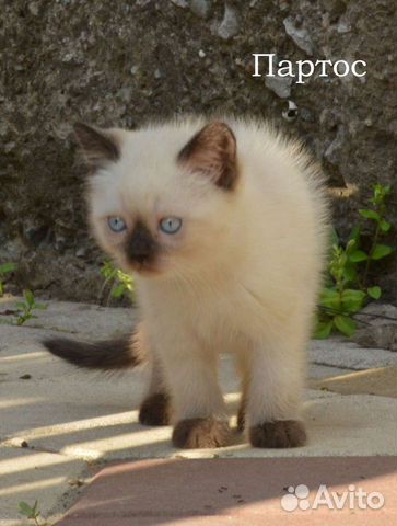Шотландские котята