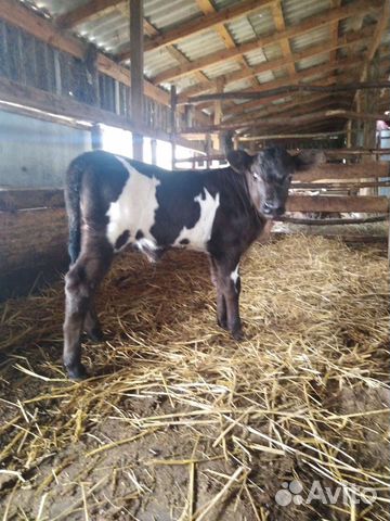 Продаётся тёлочка