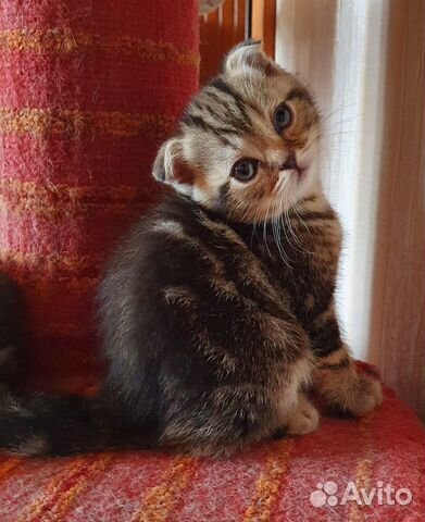 Шотландские котята