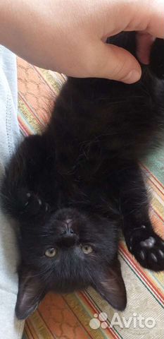 Кошка британец