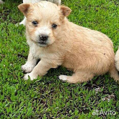 Щенок маленькой собачки