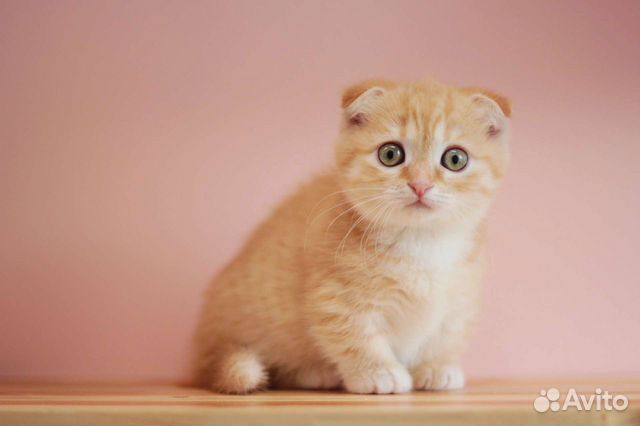 Манчкин фолд, девочка