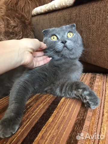 Шотландец в хорошие руки