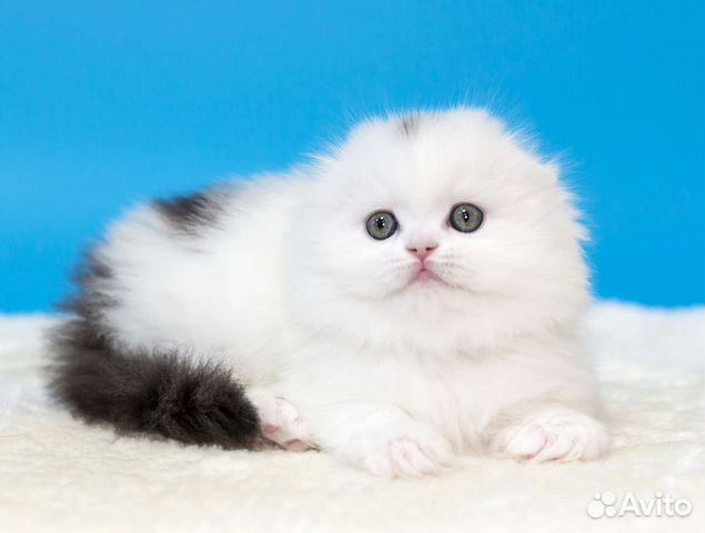 Шикарные мальчики хайленд фолд