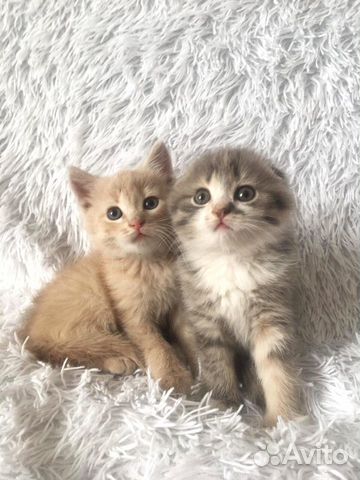 Британские котята с примесью Шотландских кровей