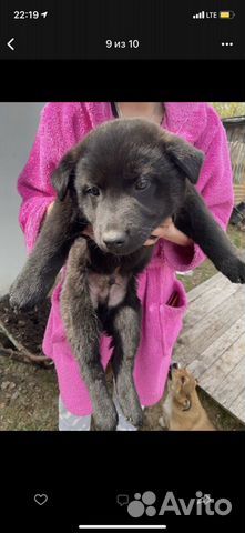 Щенки в добрые руки