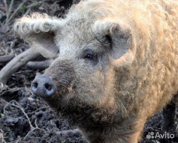 Продаются свиньи породы Венгерская мангалица