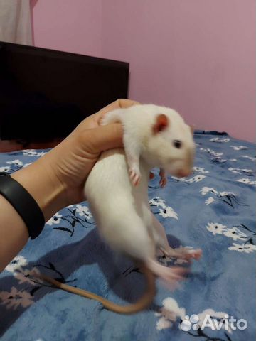 Крыса с клеткой