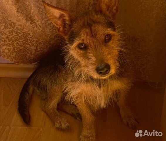 Маленький песик