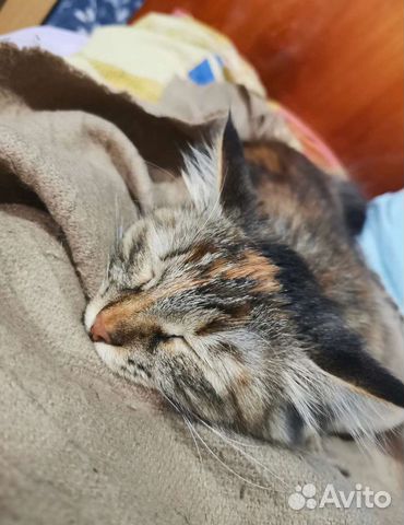 Кошка в добрые руки