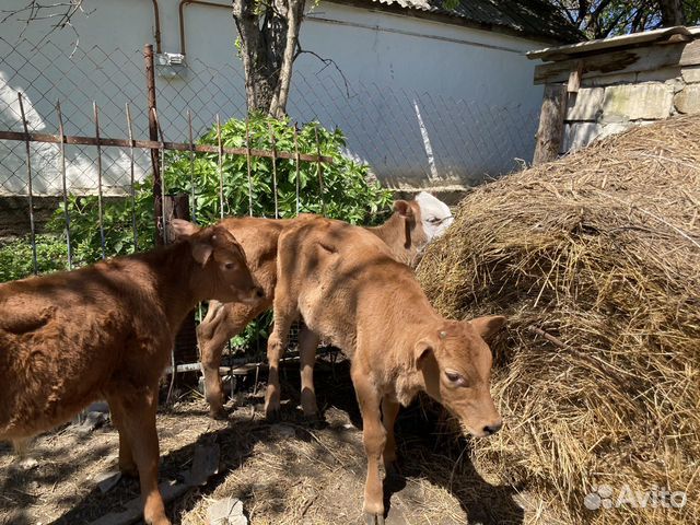 Продаются телята, 2 тёлочки и 1 бычок трёхмесячные