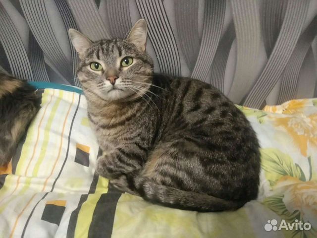 Кот Барсик