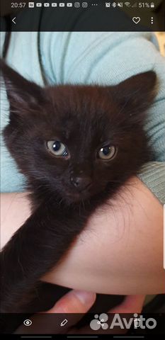 Котята бесплатно в дар