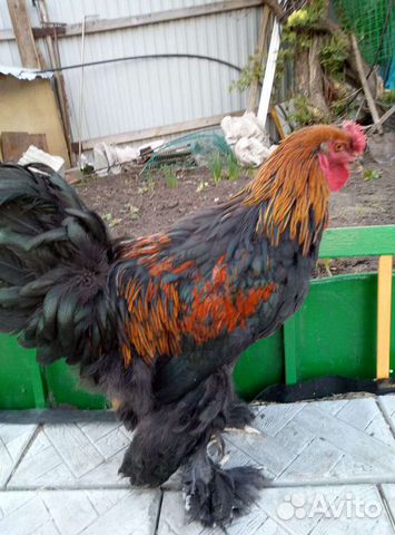 Куры петухи Брама