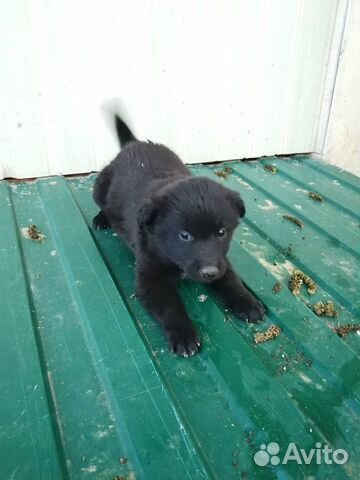 Щенки в добрые руки