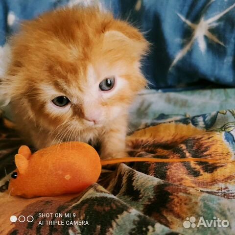 Вислоухий Огонек