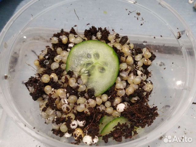 Улитки аххатины