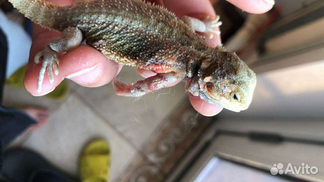 Бородатая агама