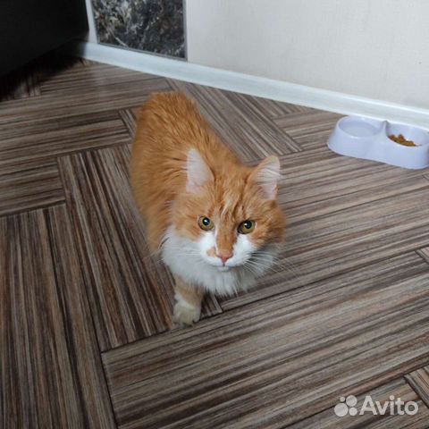 Котик для пенсионера