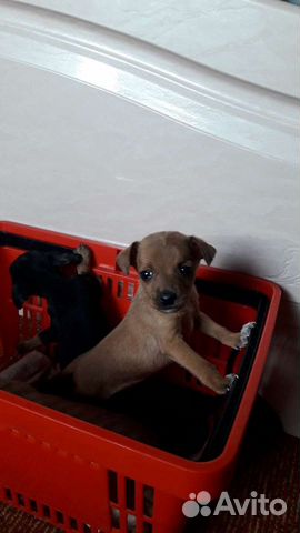 Щенки мальчики и девочки