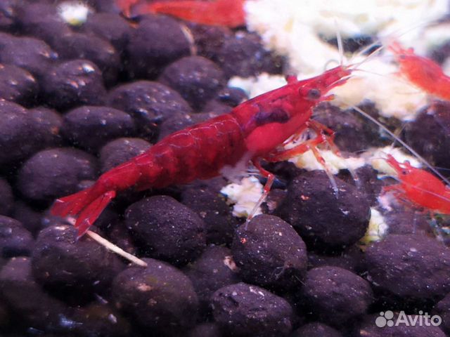 Креветка "Красный огонь" (Red Fire Shrimp)