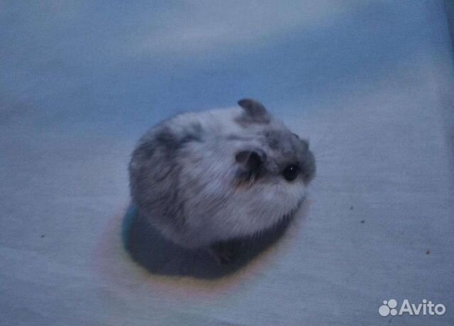 Джунгарские хомячата