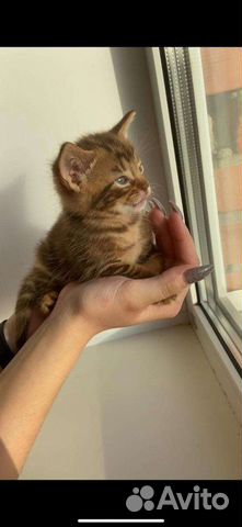 Котик манчкин страйт