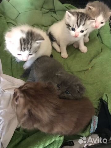 Шотландские котята