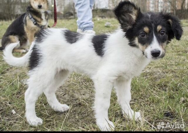 Щенок-бабочка от мелкой собачки