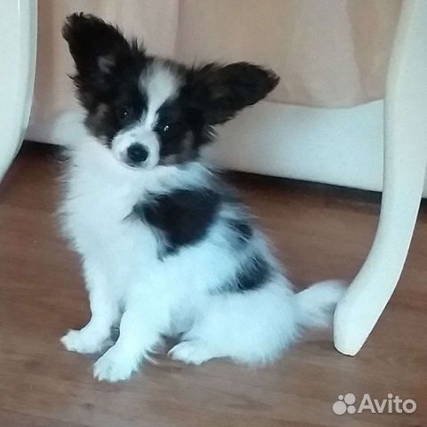 Папийон