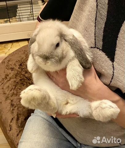 Кролик «карликовый баран» декоративный