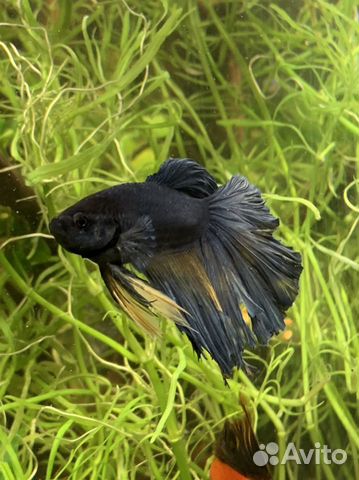 Рыба Петушок